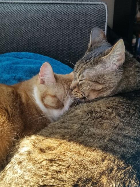 Cats | Gentle Vet Animal Hospital